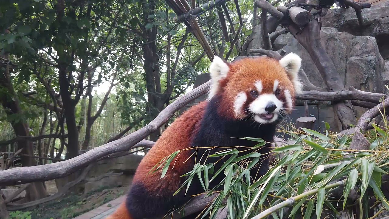 The red panda is called peach blossom - YouTube