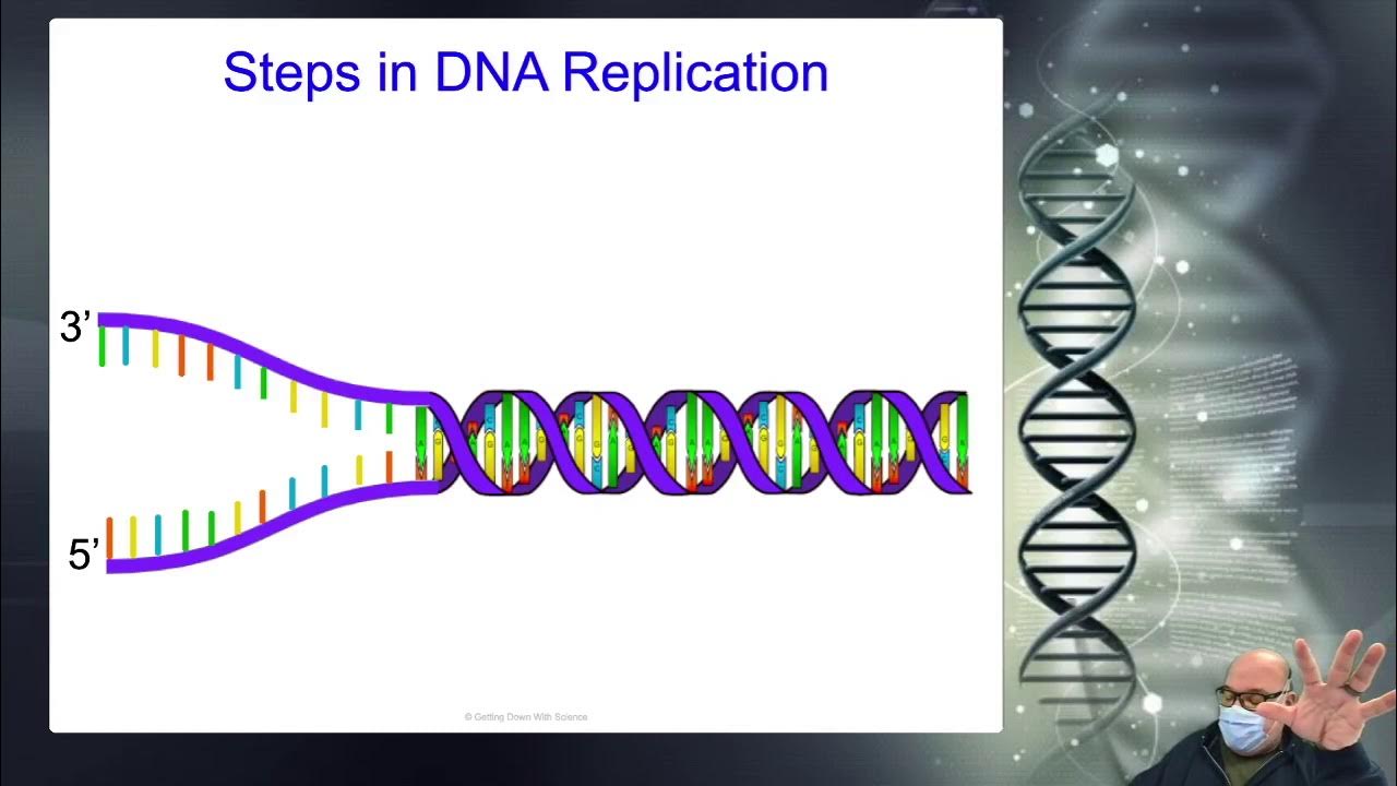 AP Bio unit 6 part 2 - DNA Replication - YouTube