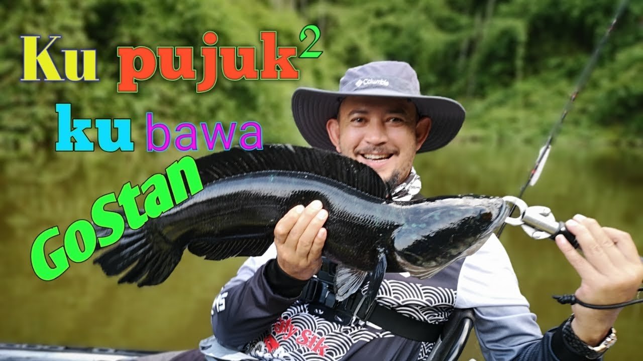 Black Toman Terkam Ranting, Top Water HD Vlog32 - YouTube