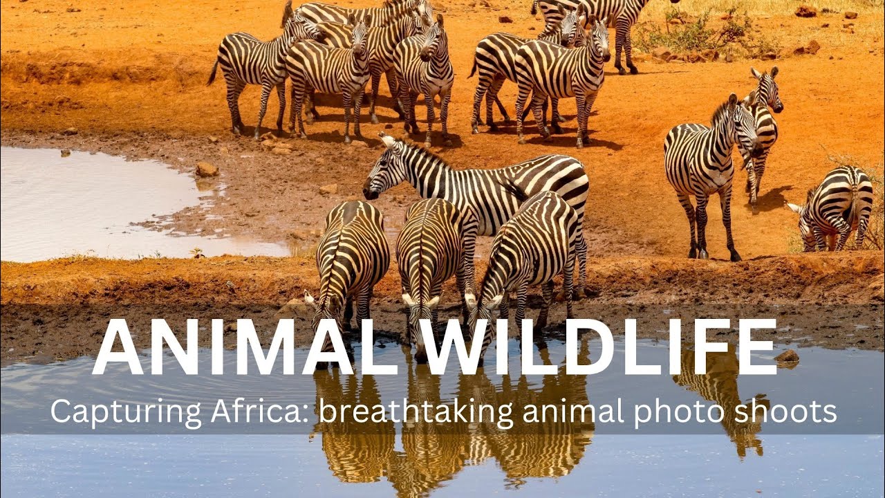 Animal Wildlife | Capturing Africa: breathtaking animal photo shoots ...