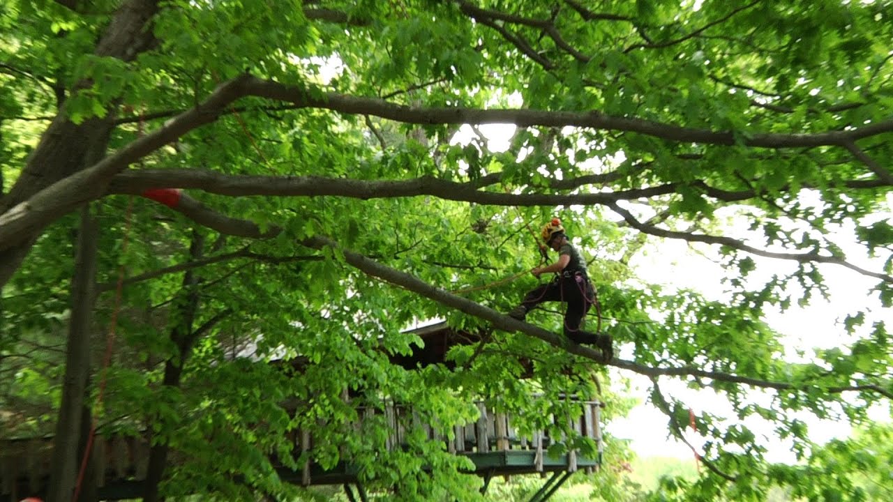 New England ISA Tree Climbing Championship [SIV355] - YouTube