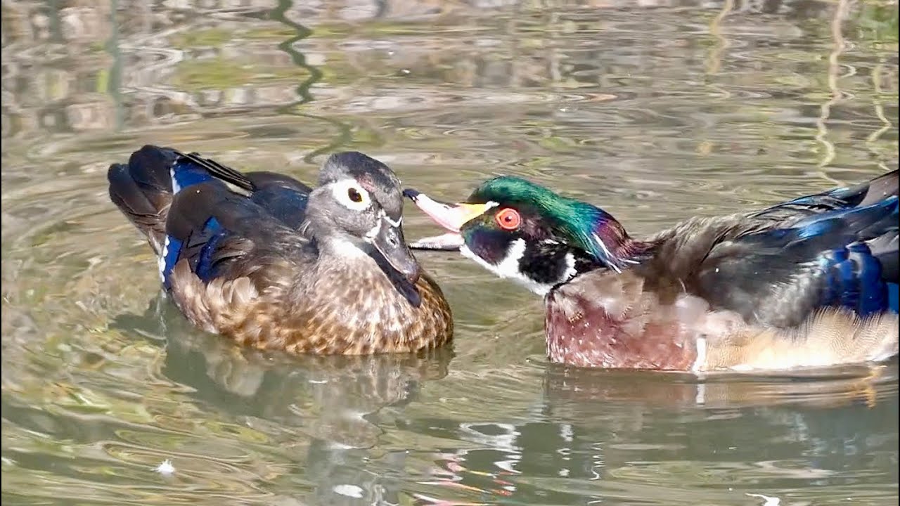 Female Wood Duck Call! - YouTube