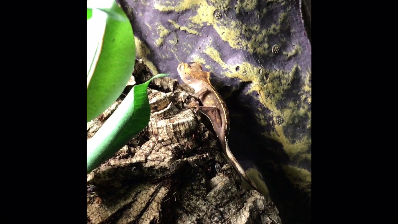 Epic lizard enjoying it's new enviroment - YouTube