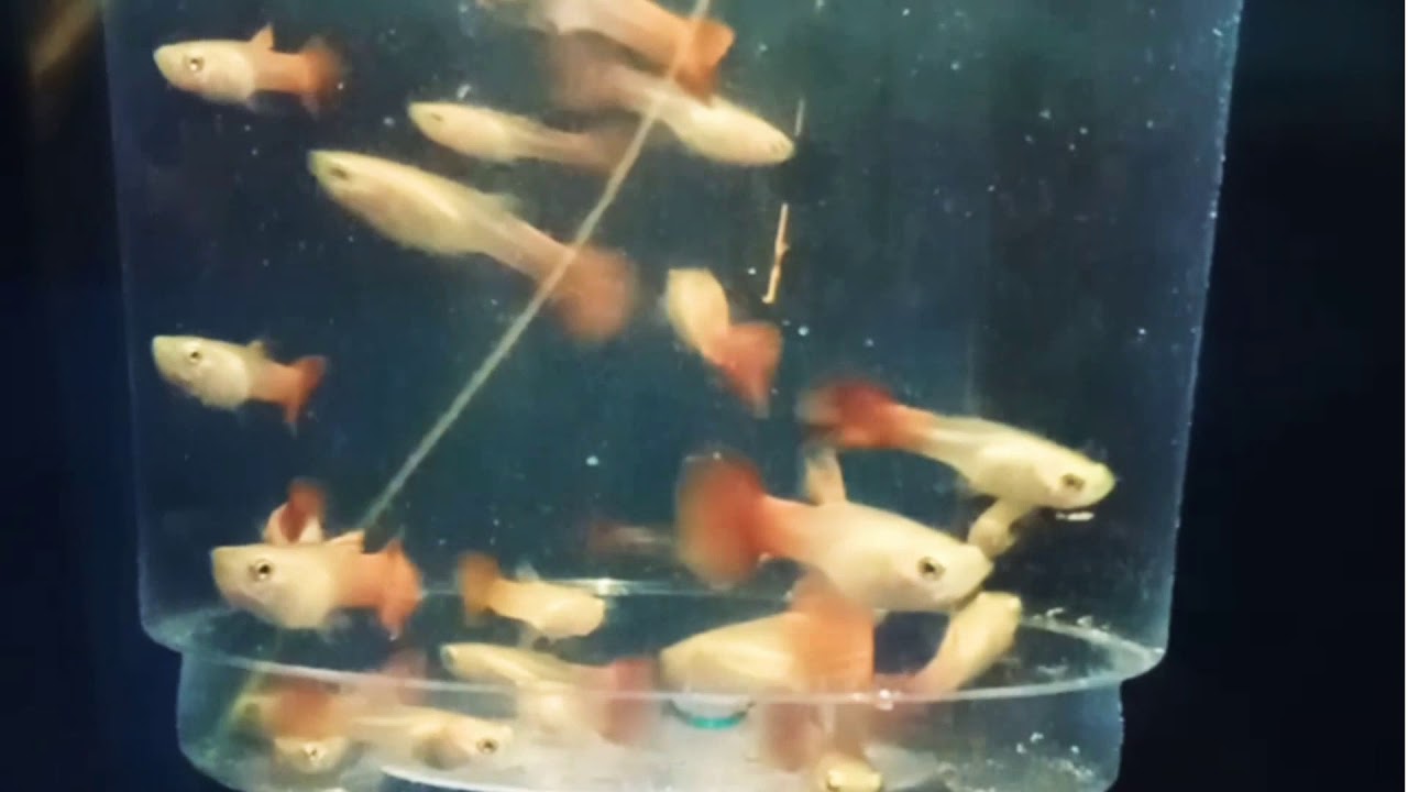 Red tail Guppies are grooming for producing High quality Fire Red tail ...