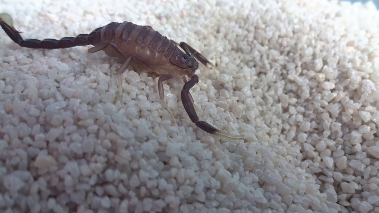 Leiurus jordanensis (Sloan, Iowa) - YouTube