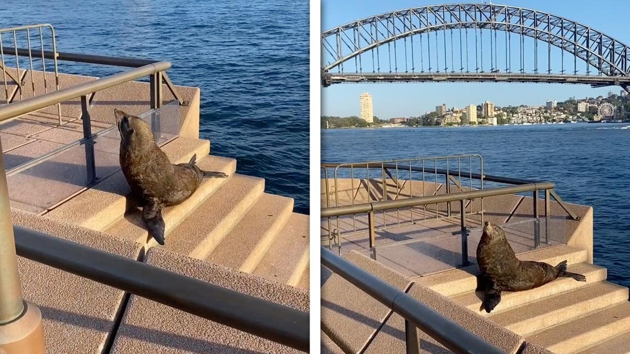 Relaxed Seal Hangs Out At Sydney Opera House (Adorable Wildlife) - YouTube
