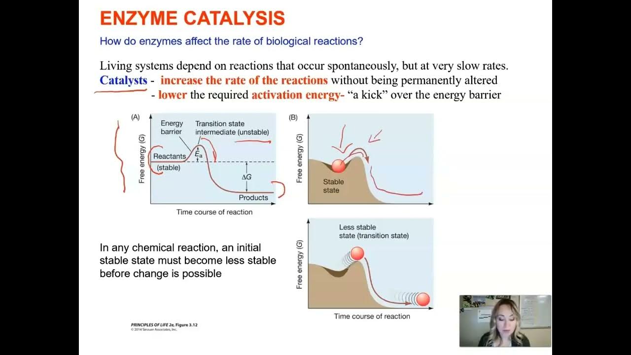 Metabolism Unit: Enzyme Structure, Enzyme Catalysis, and Environmental ...