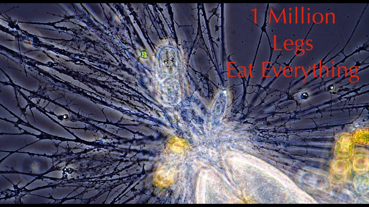 The Weirdest creature Ever! It has 1 Million legs! - YouTube