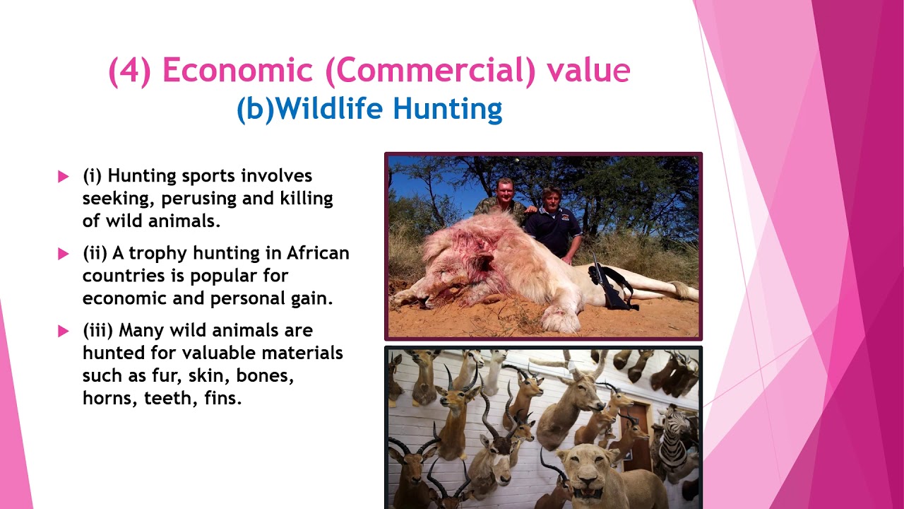 Positive values of Wildlife - YouTube