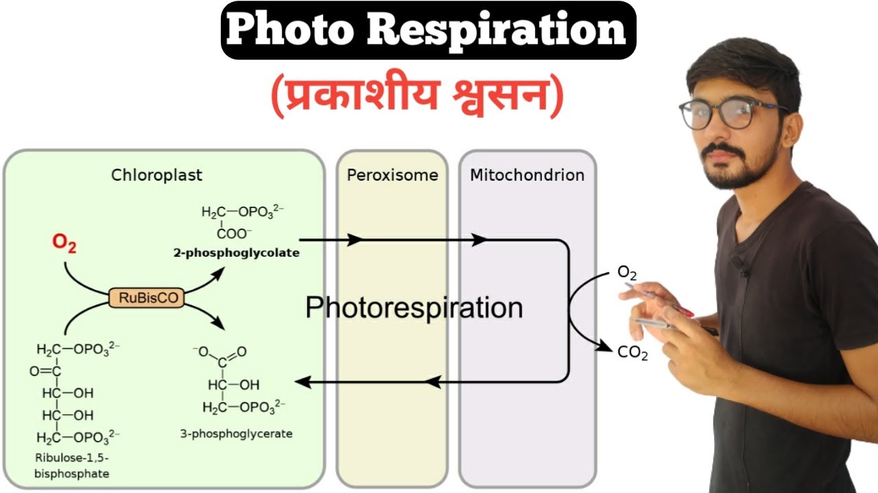 Photorespiration (प्रकाश श्वसन) || Photosynthesis || Plant Physiology ...