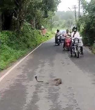 King cobra v/s mongoose fight middle on Road - YouTube
