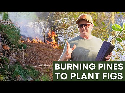 Is It Safe To Burn Fig Tree Wood