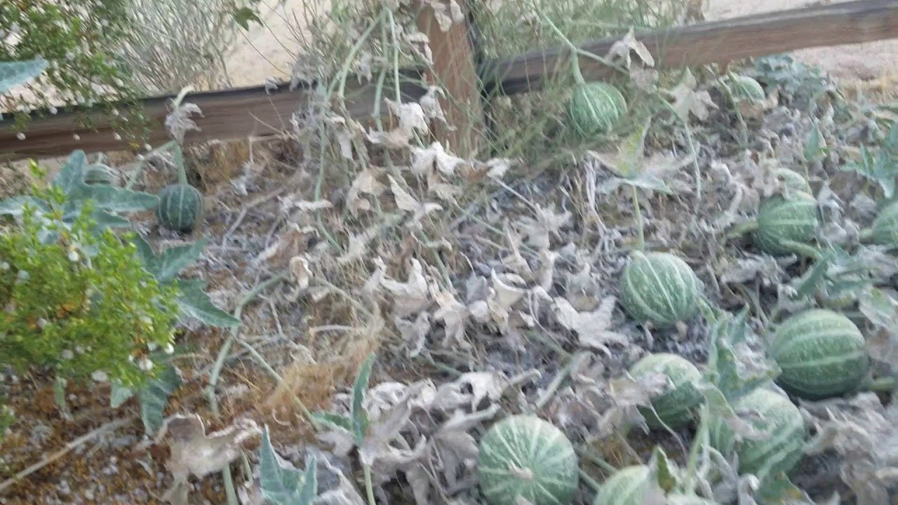Coyote melons/desert squash wild Joshua tree July 3rd 2020 - YouTube