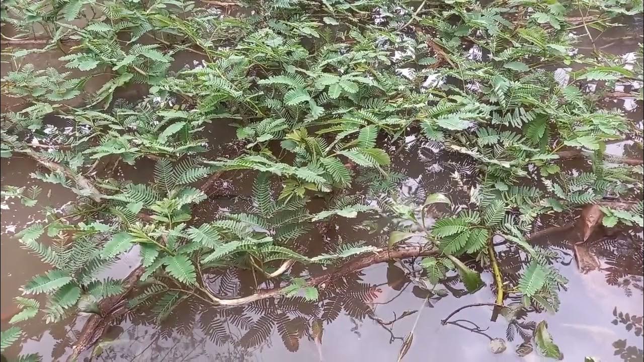 Rau nhút hay rau rút, bạn đã biết hết tác dụng của loại rau quen thuộc ...