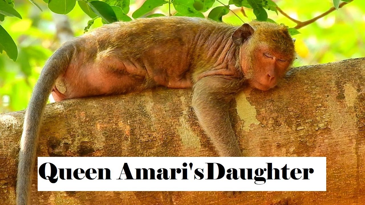 Queen Amari's Daughter Jill Is Lying down On The Tree Maybe She Misses ...
