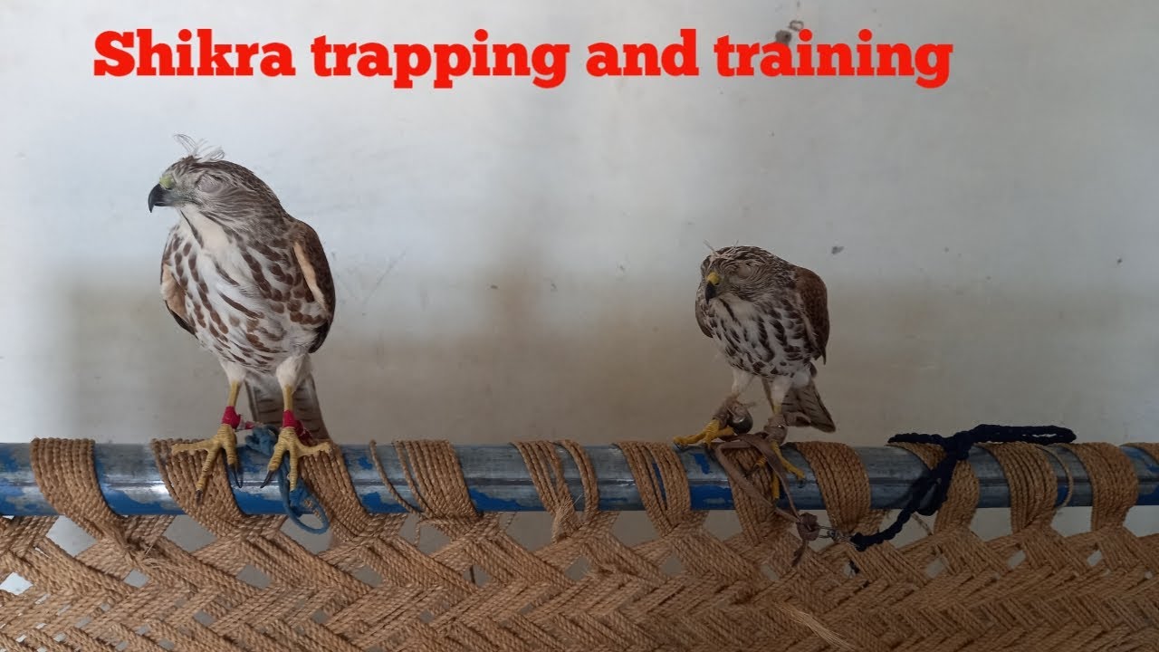 how to train a shikra | shikra ko training kaise de | wonderful ...