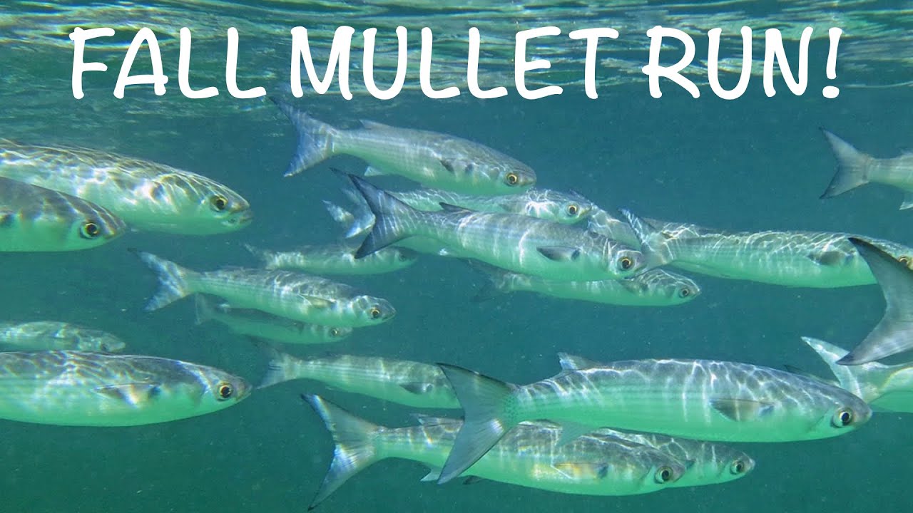 MULLET RUN BEACH SNOOK - YouTube
