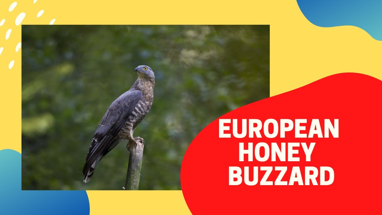European Honey Buzzard Sound(Honey Buzzard Voice,Honey Buzzard Call ...