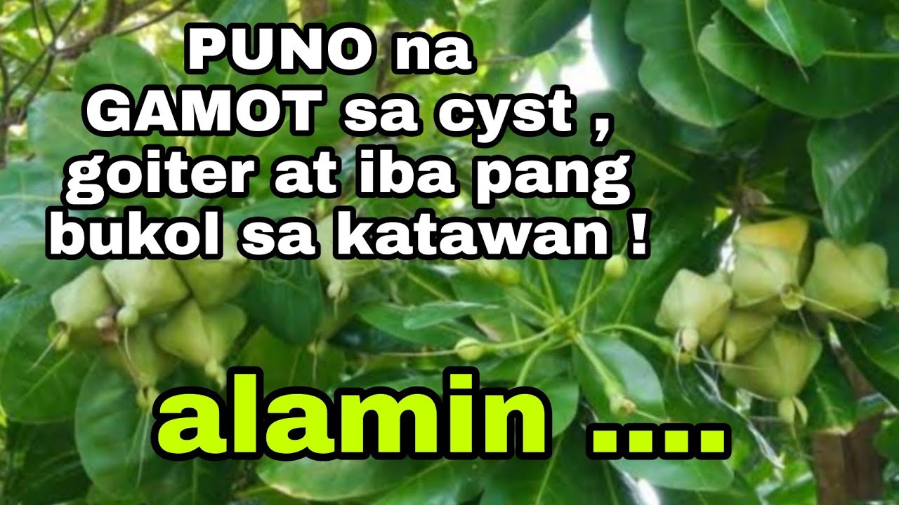BITOON TREE | GAMOT SA MGA BUKOL , GOITER , CYST AT IBA PA | APRILFULLS ...