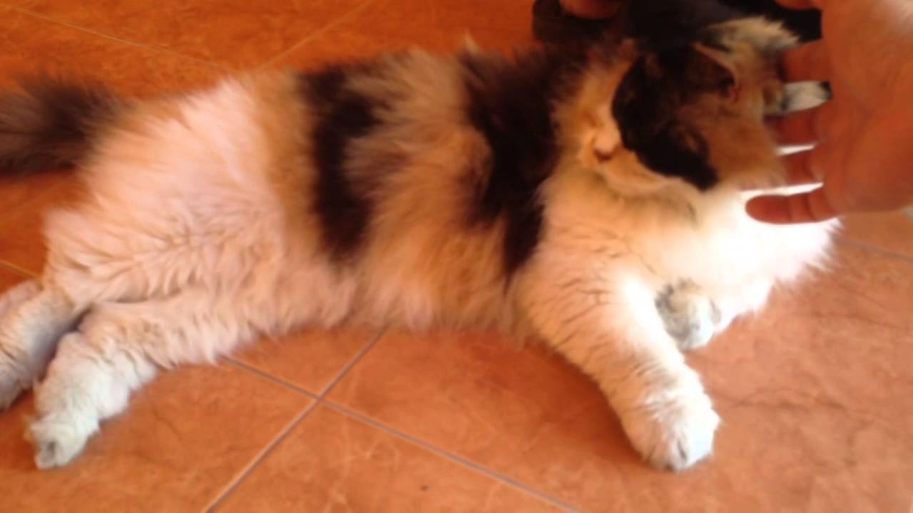 3 colour Persian Cat - YouTube