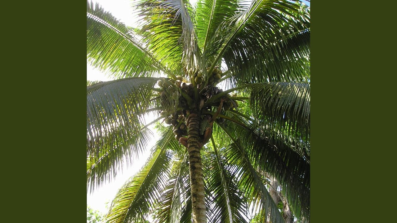 Palm Bombs - YouTube