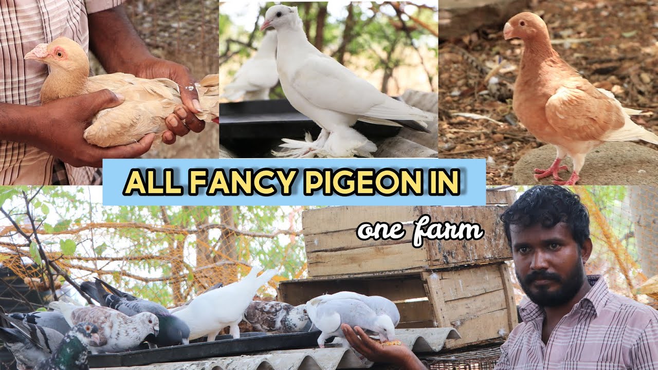 PIGEON - BEAUTIFUL FANCY PIGEONS COLLECTION PART -1| RACING PIGEONS ...
