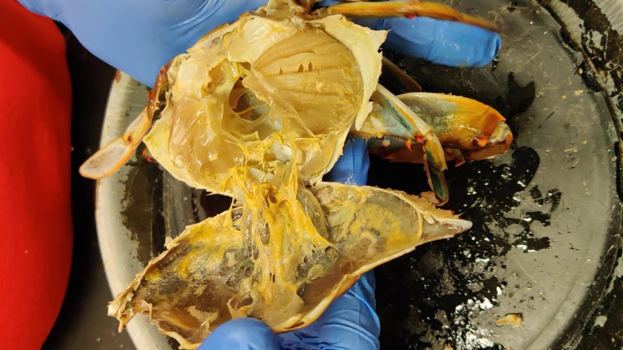 Blue crab (Callinectes sapidus) dissection - YouTube