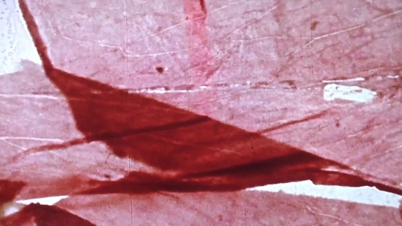 In the Reel, Ep. 10: “Mothlight” - YouTube