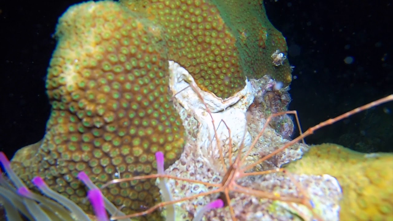 Arrow Crab Eating Coral - Bonaire Dive 2019 - YouTube