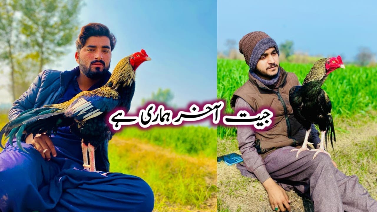 Pakistan Ka Sab Se Bara Murgo Ka Mukabla | Pure Java Pakistani Aseel ...