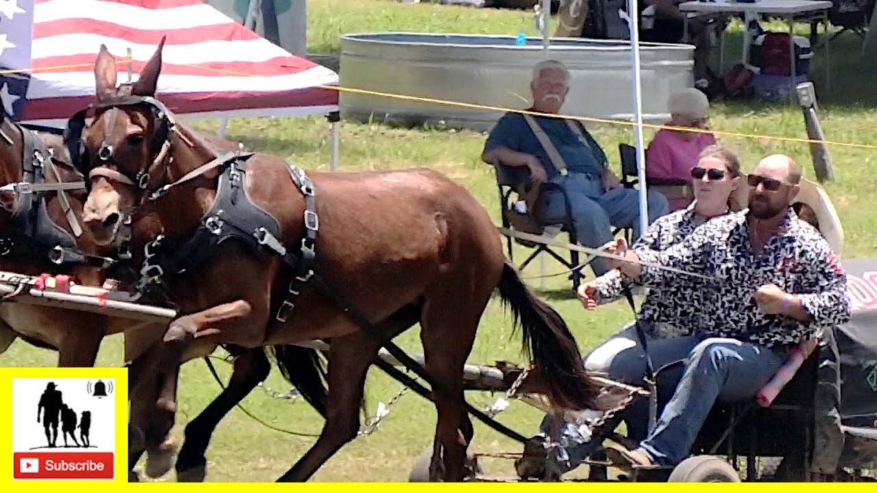 2-Up Mule Team Races - What About Bob Chuckwagon Races 2022 | Saturday ...