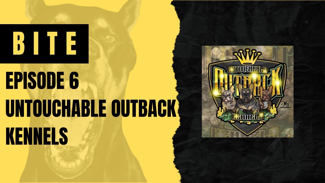 Untouchable Outback Kennels owners discuss French Bulldog Trends, Color ...