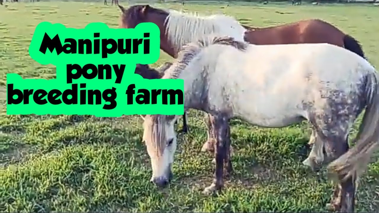 Manipur PONY Breeding farm(Horse) at LAMPHEL, - YouTube
