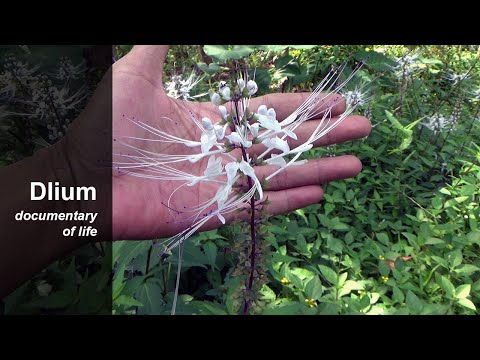 Cat's whiskers (Orthosiphon aristatus) - part 1