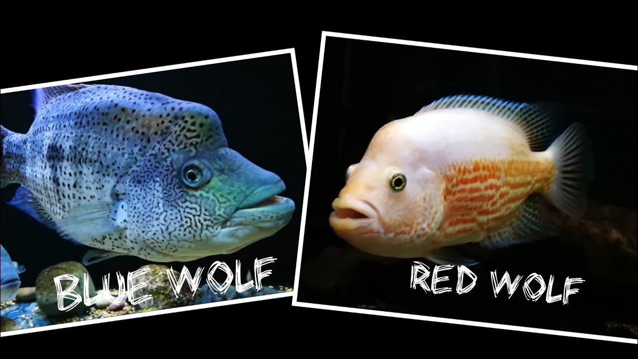 Red wolf, blue wolf, Dovii cichlid update. - YouTube
