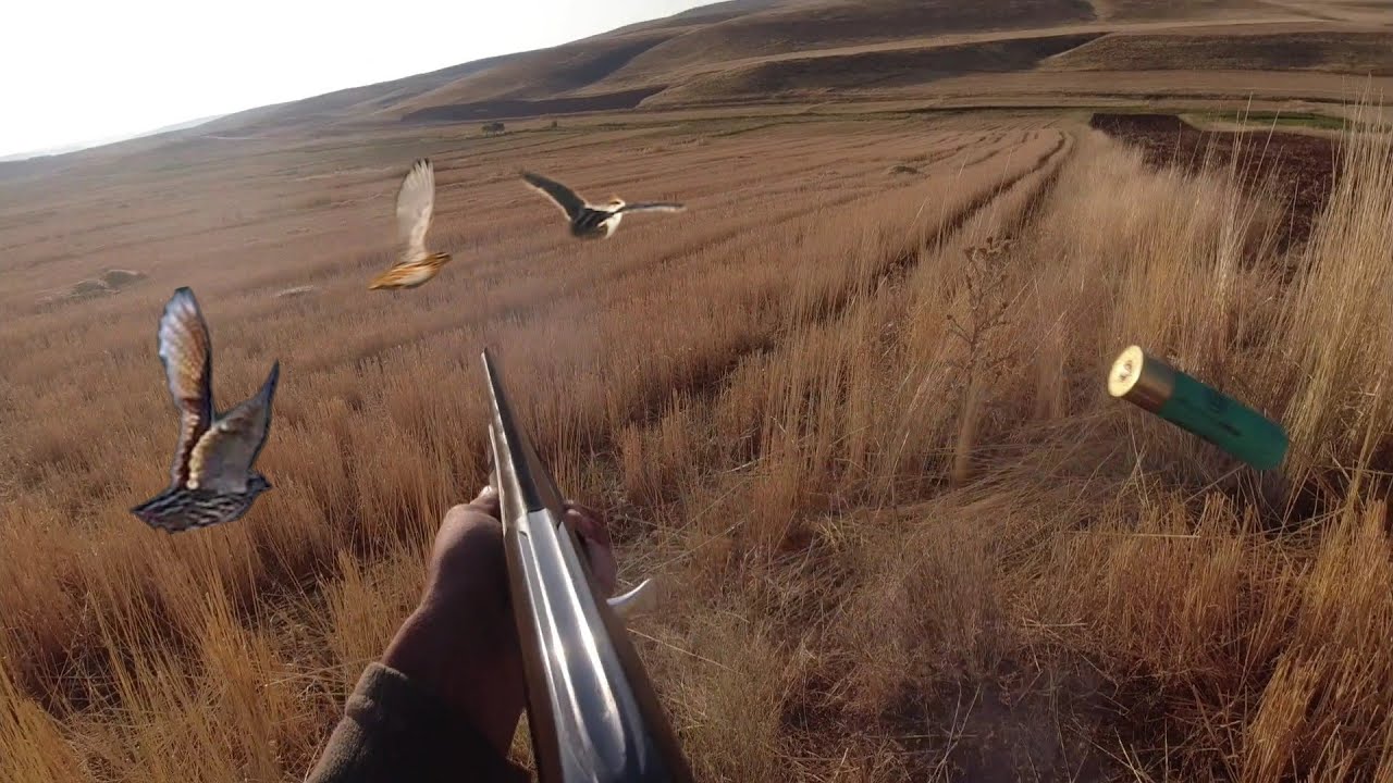 BILDIRCIN AVI (Bereketli geçen bir hafda sonu) quail hunting صيد السمان ...