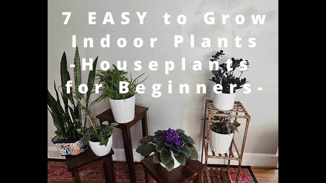 7 Easy to Grow Indoor Plants (Houseplants for Beginners) - YouTube