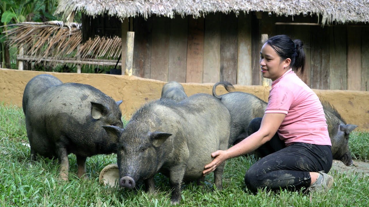 How To Build Farm Animals Pigs, Ducks, Chicken & Goat | Lý Thị Ca - YouTube