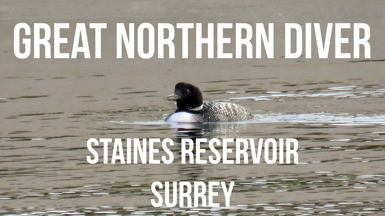Great Northern Diver, Staines Reservoir, Surrey - YouTube