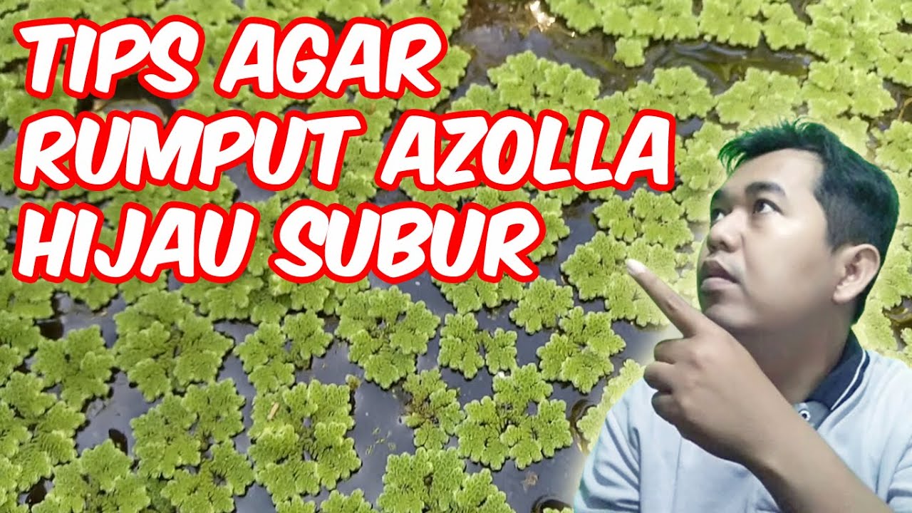 tips agar rumput azolla hijau subur - YouTube
