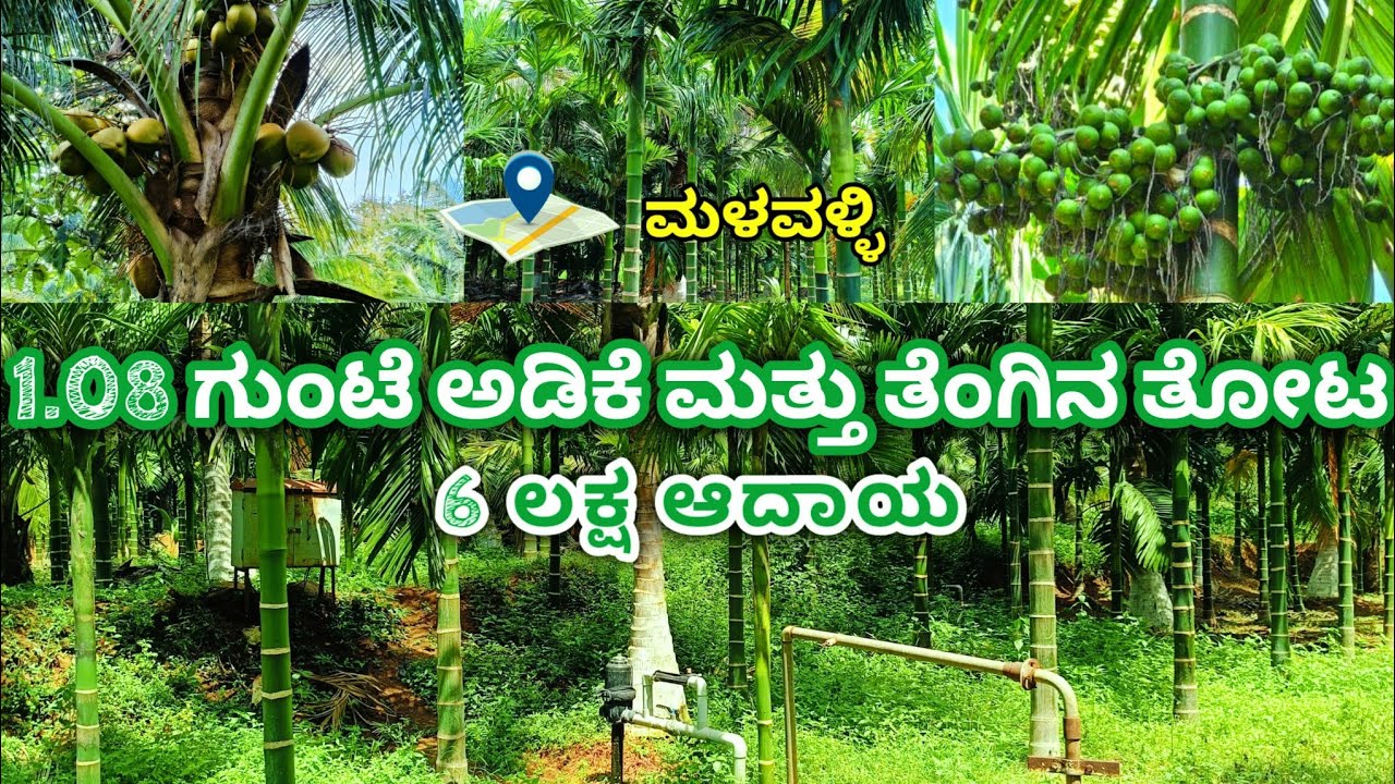 SALE//Arecanut & Coconut farm//85km Bangalore//malavalli//9513194244 ...