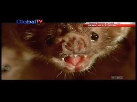 Acara Global TV \