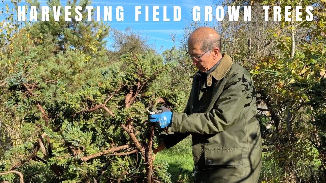 Harvesting field grown trees - YouTube