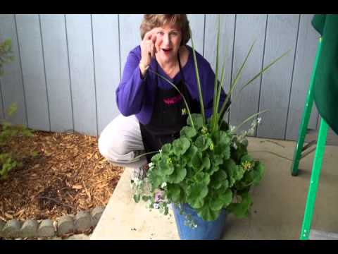 Hanging a plant with Invisible Plant Hanger - A great Mothers' Day Gift ...