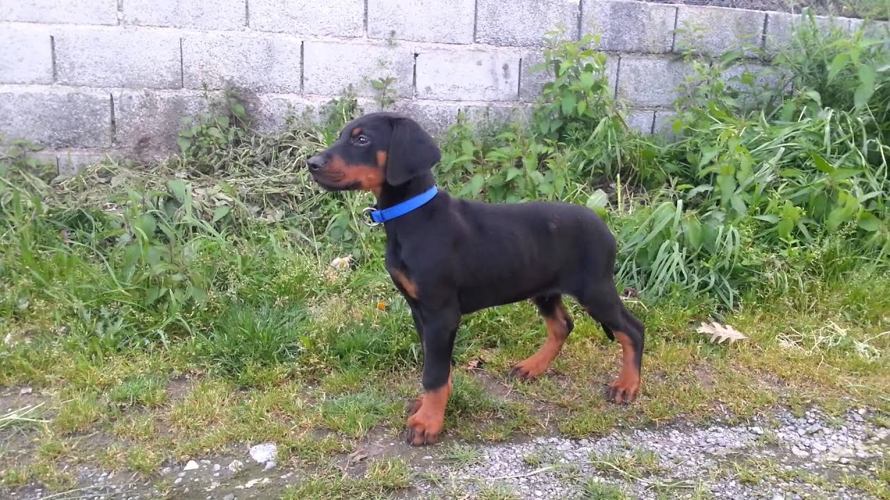 Doberman baby walking - YouTube