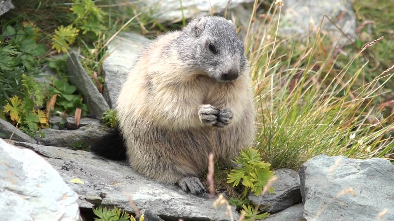 Mormota, Grossglockner - YouTube