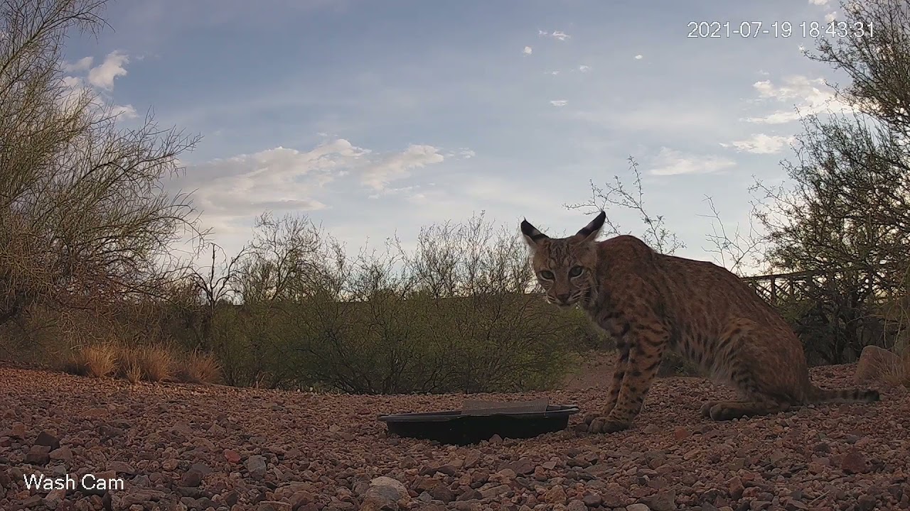 Beautiful, Lanky Nick the Bobcat - YouTube