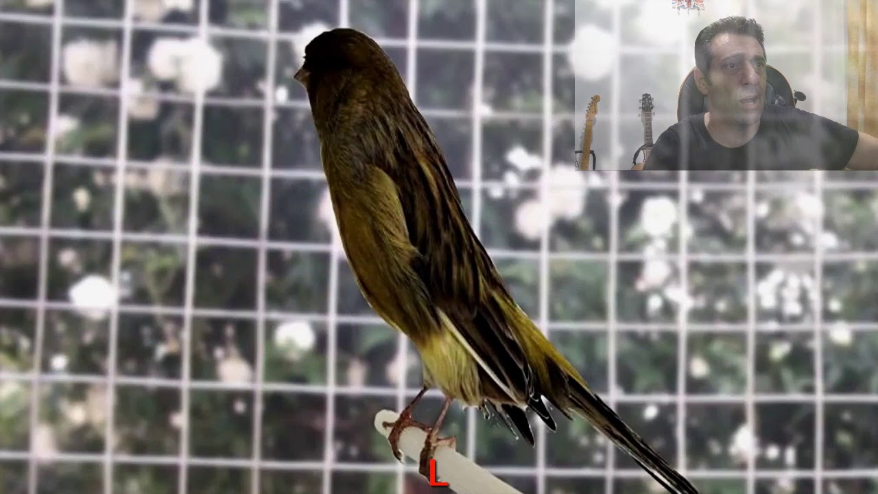 TYPES OF CANARIES OI ΤΥΠΟΙ ΤΩΝ ΚΑΝΑΡΙΝΙΩΝ - YouTube