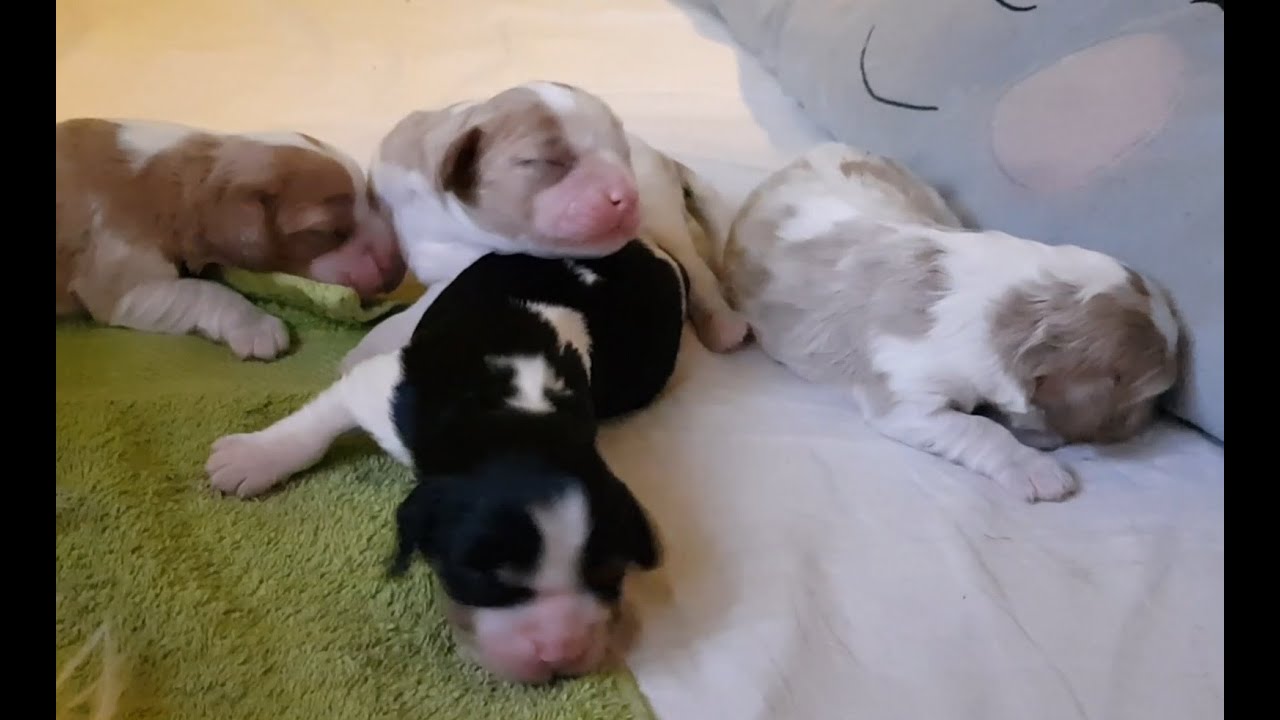 🥰 Newborn Cavalier Voice, 😂 Cavalier King Charles Spaniel Puppies - YouTube