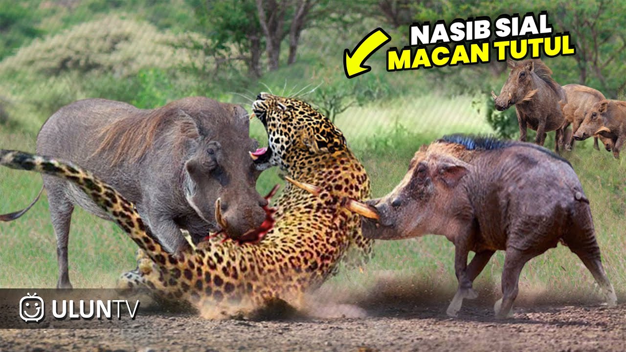 Nasib Sial Macan Tutul Saat Ingin Memangsa Anak Babi Hutan‼️ Endingnya Malah Begini - YouTube